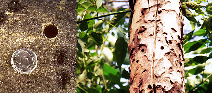 Texas Don't Pack A Pest | Home